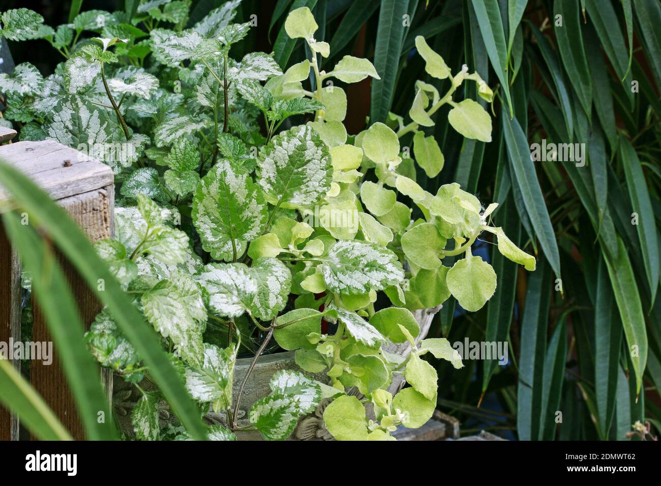 Euonymus fortunei (common names spindle or Fortune's spindle, winter ...