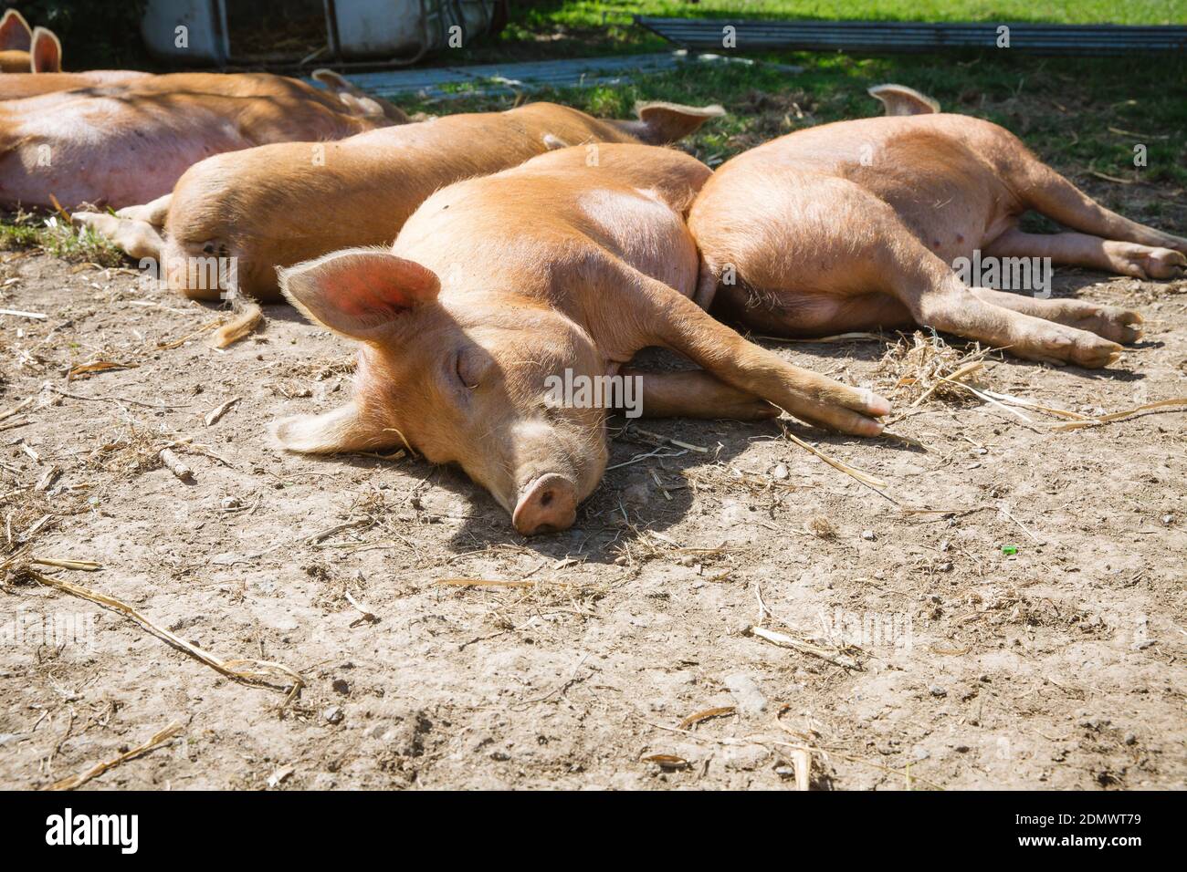 Four sleeping pigs hi-res stock photography and images - Alamy