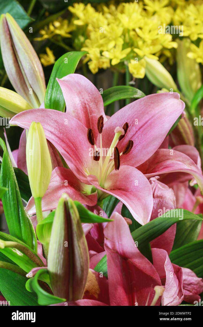 Pink lilies in the garden. Garden hobby Stock Photo - Alamy