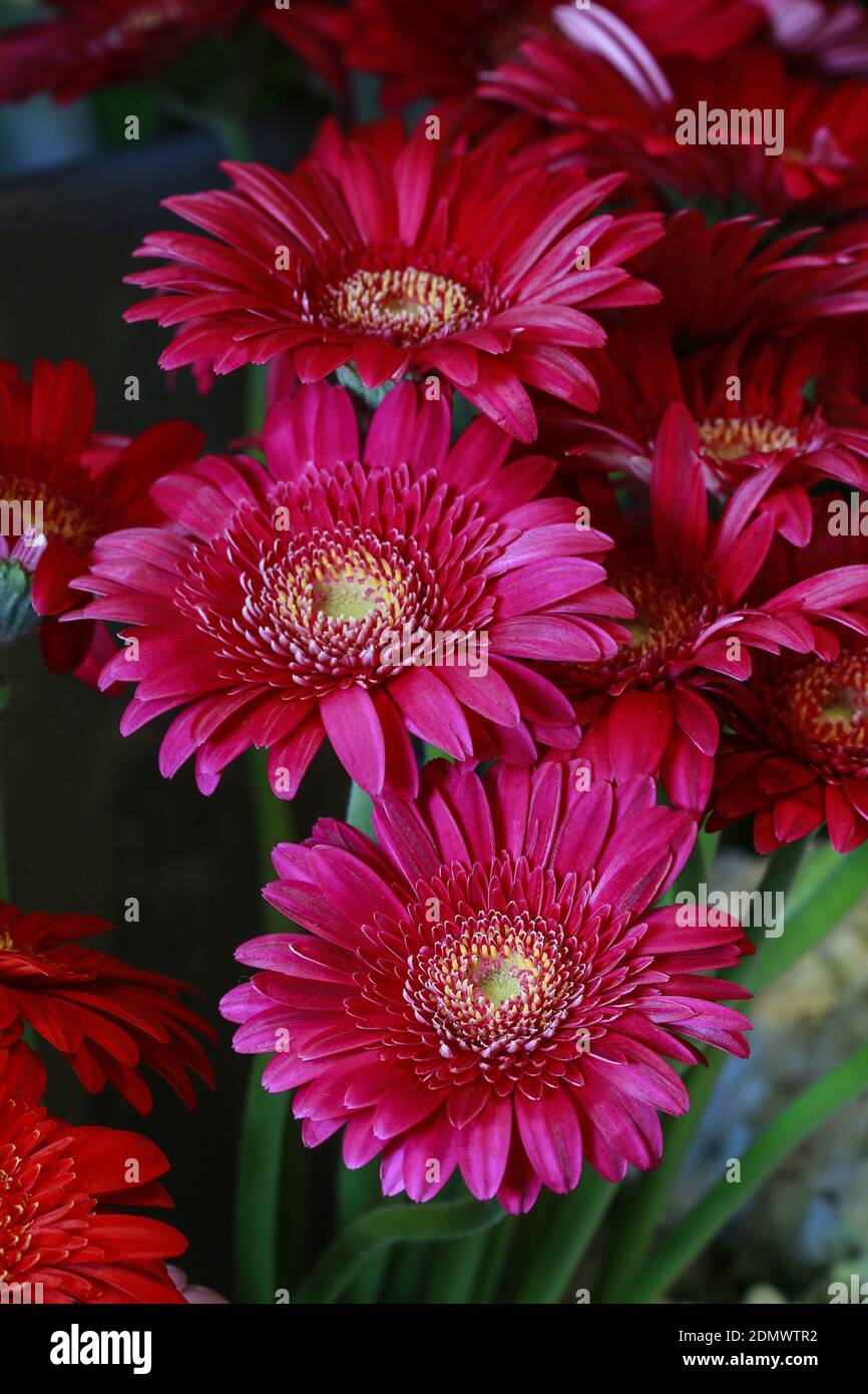 Red gerbera background. Graphic resources Stock Photo - Alamy