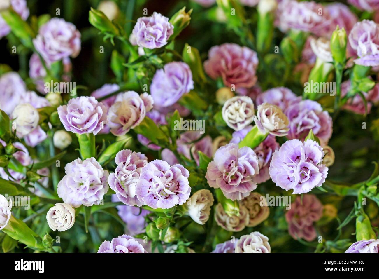 Flower background with violet carnations. Graphic resources Stock Photo ...