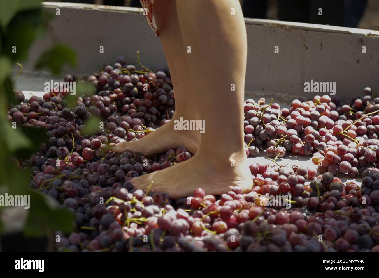 Grape treading hi-res stock photography and images - Alamy