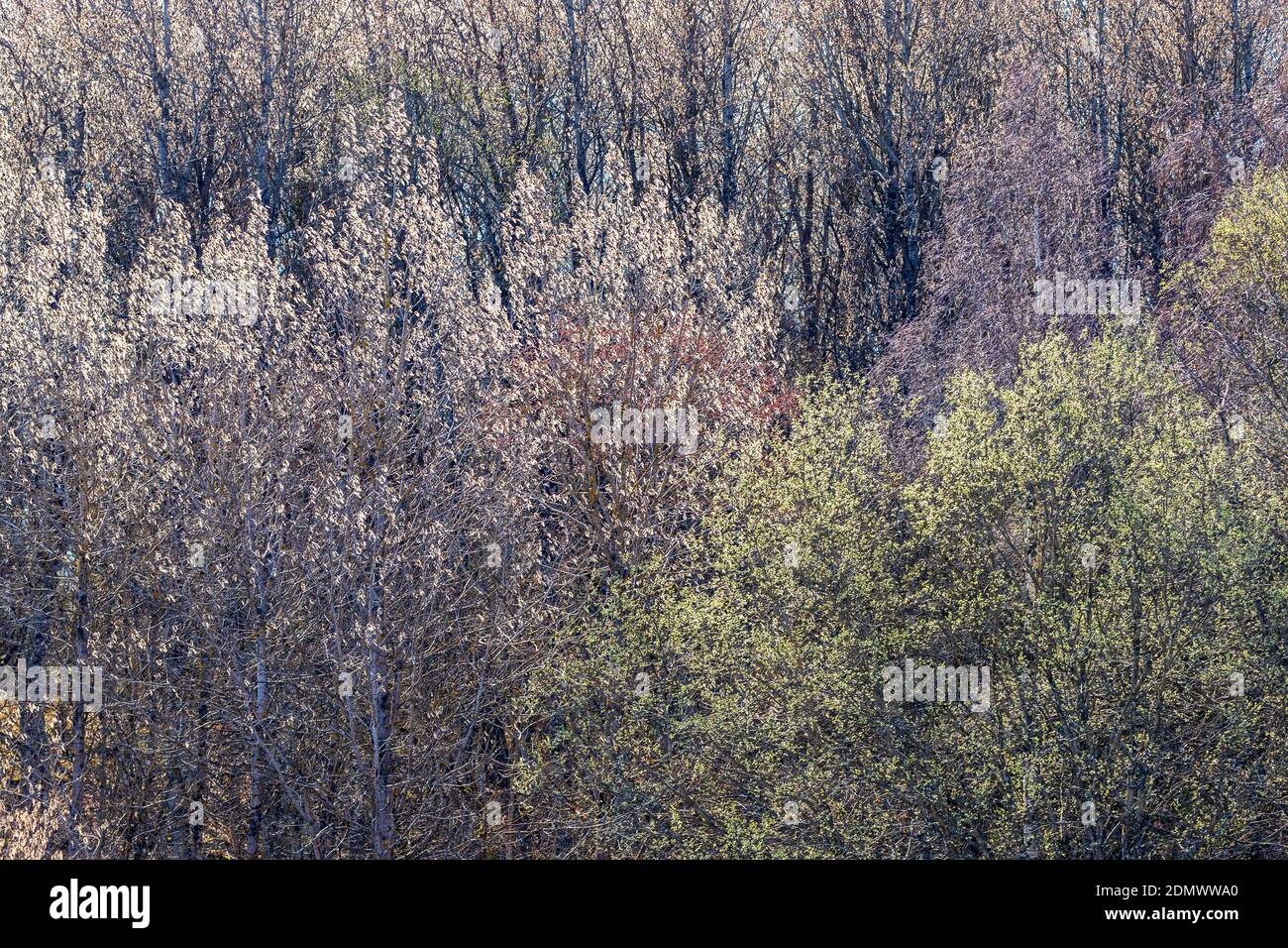Spring budding trees in a forest Stock Photo - Alamy