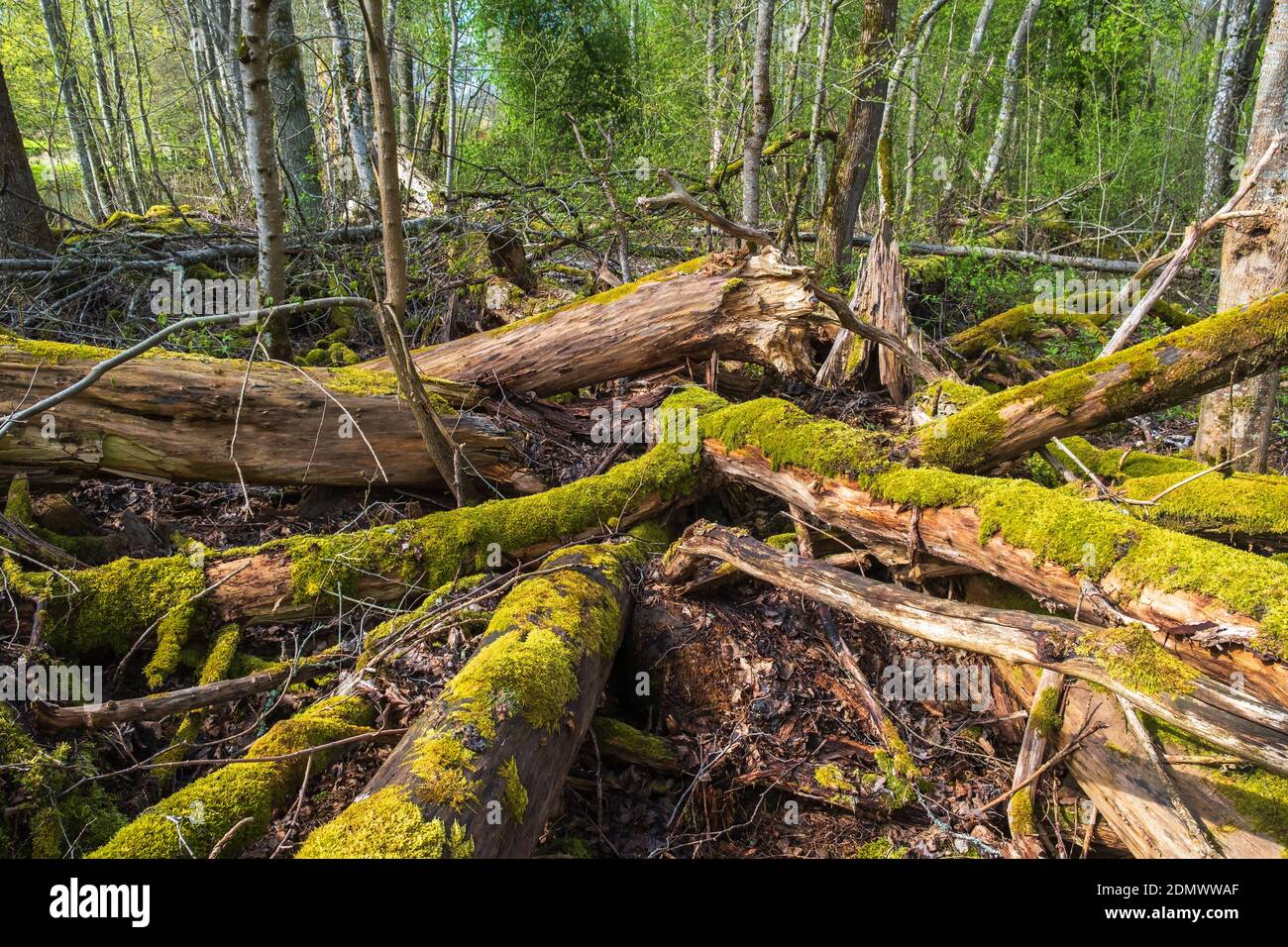 Fallen old rotten tree trunks with moss in a forest Stock Photo - Alamy