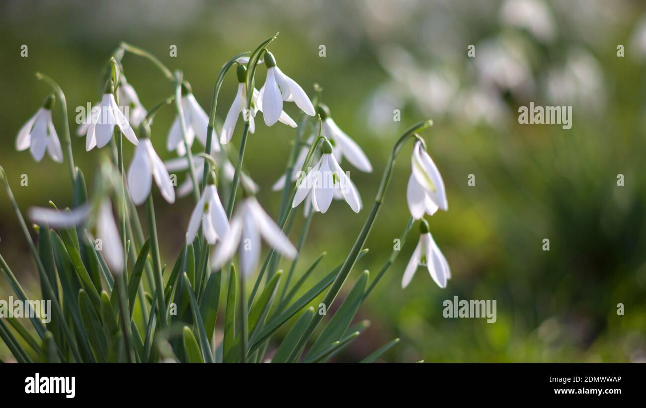 Snowdrops Wandlebury Country Park, Cambridgeshire Stock Photo - Alamy