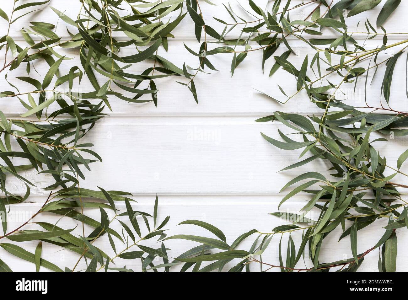 Green leaves of agonis flexuosa on white wooden table, copy space Stock ...