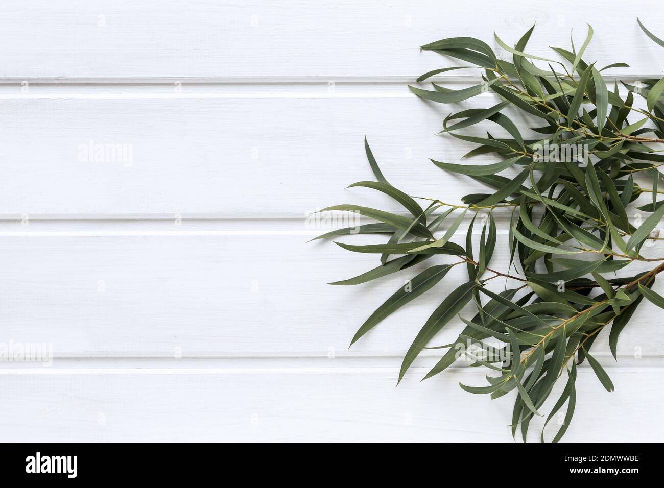 Green leaves of agonis flexuosa on white wooden table, copy space Stock ...