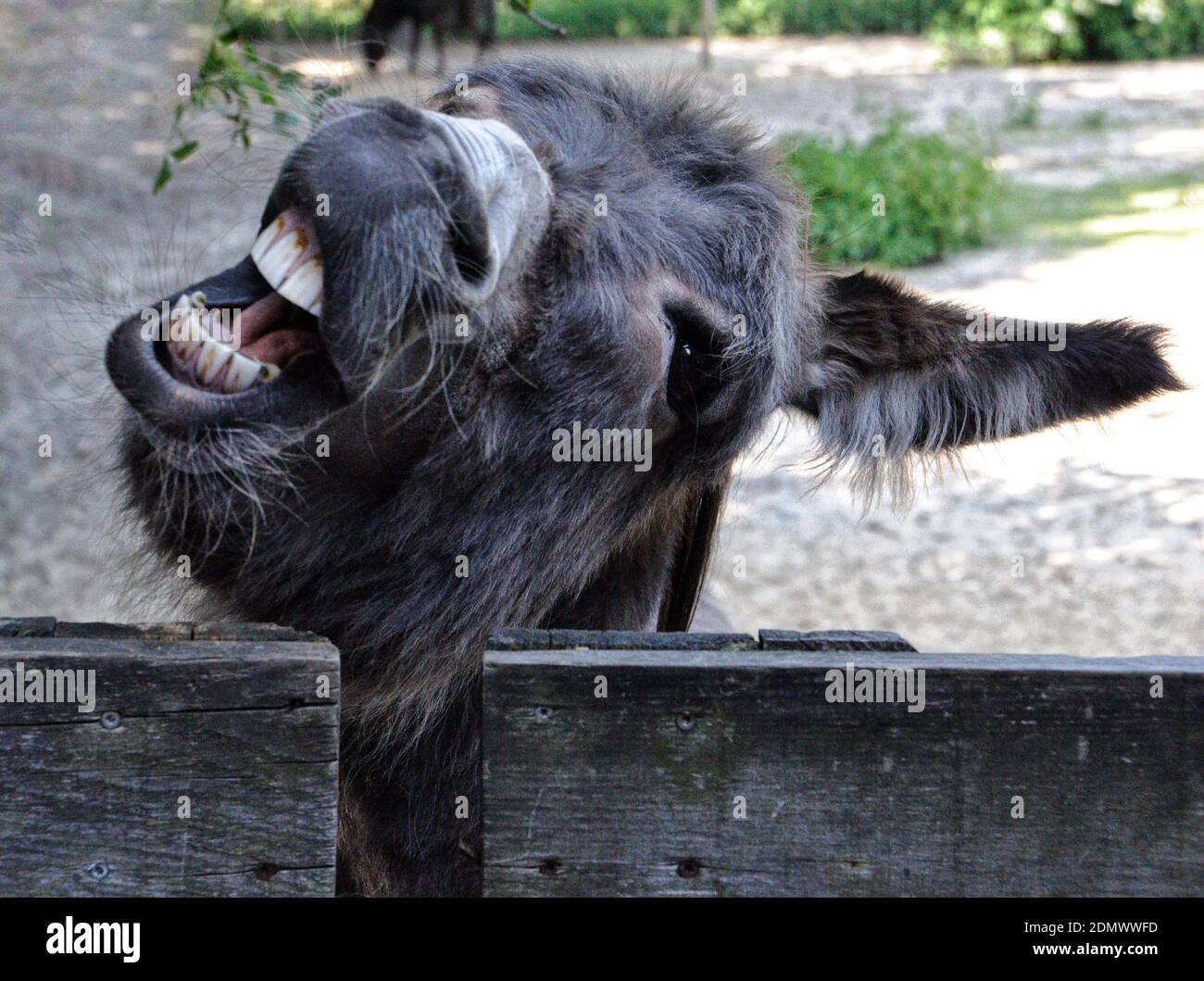 Donkey teeth hi-res stock photography and images - Alamy