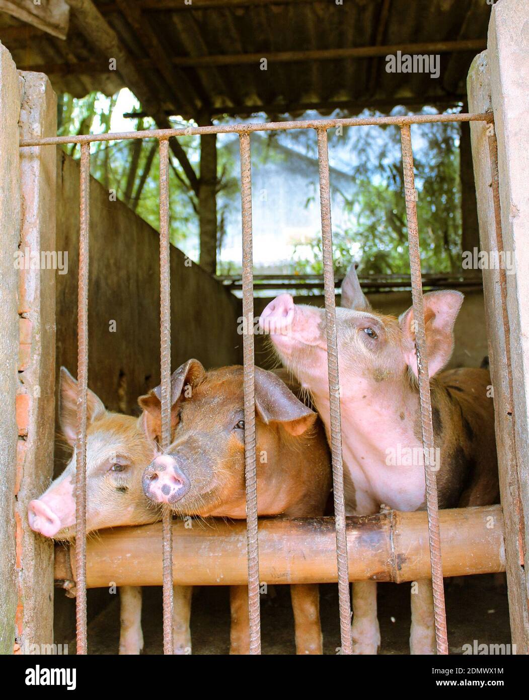 Pigs in cage hi-res stock photography and images - Alamy