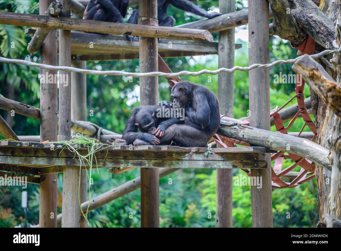 Monkeys Sitting On Built Structure At Zoo Stock Photo - Alamy