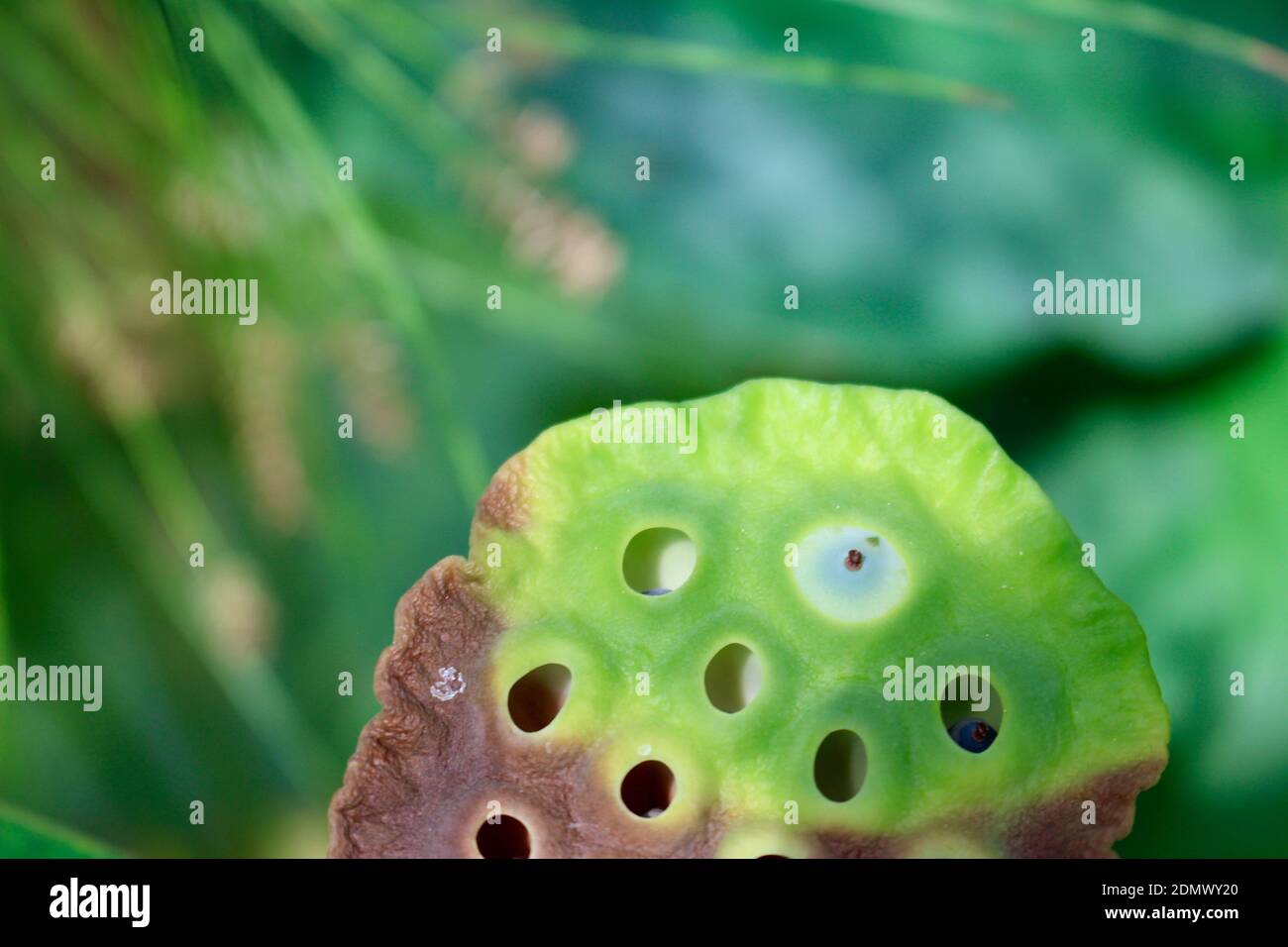 Faded flower hi-res stock photography and images - Alamy