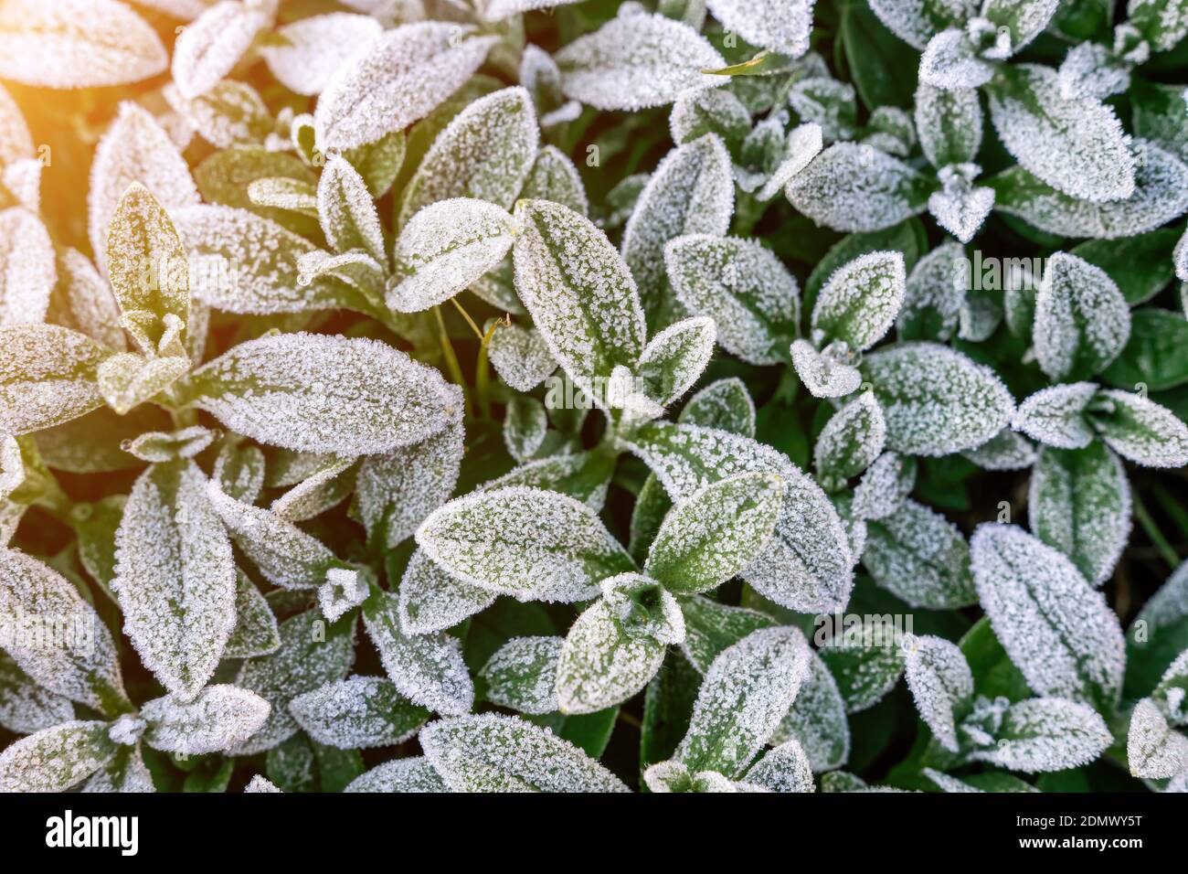 Selective focus. First frost on a frozen field plants, late autumn ...