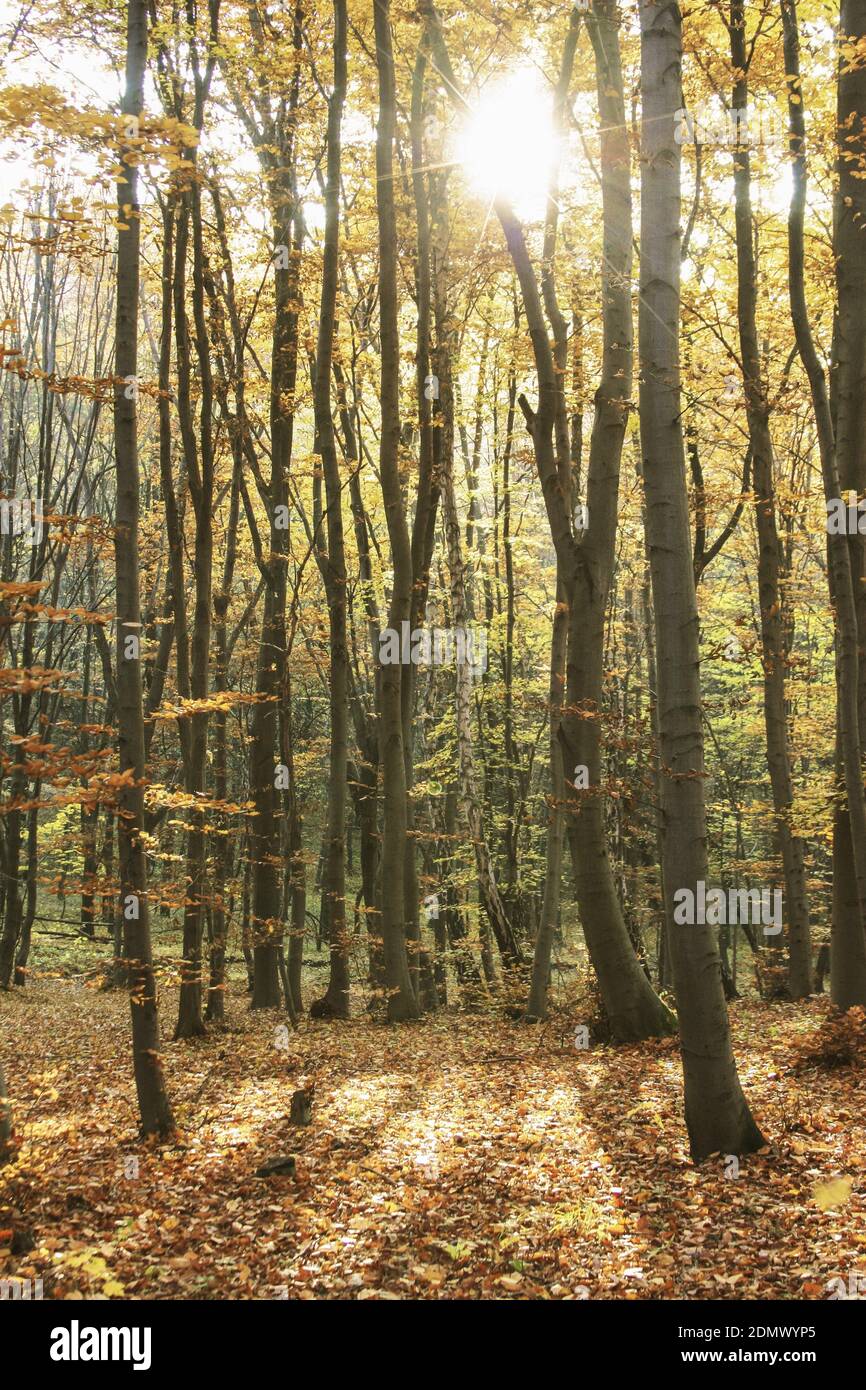 Autumn forest with golden light - wallpaper Stock Photo - Alamy