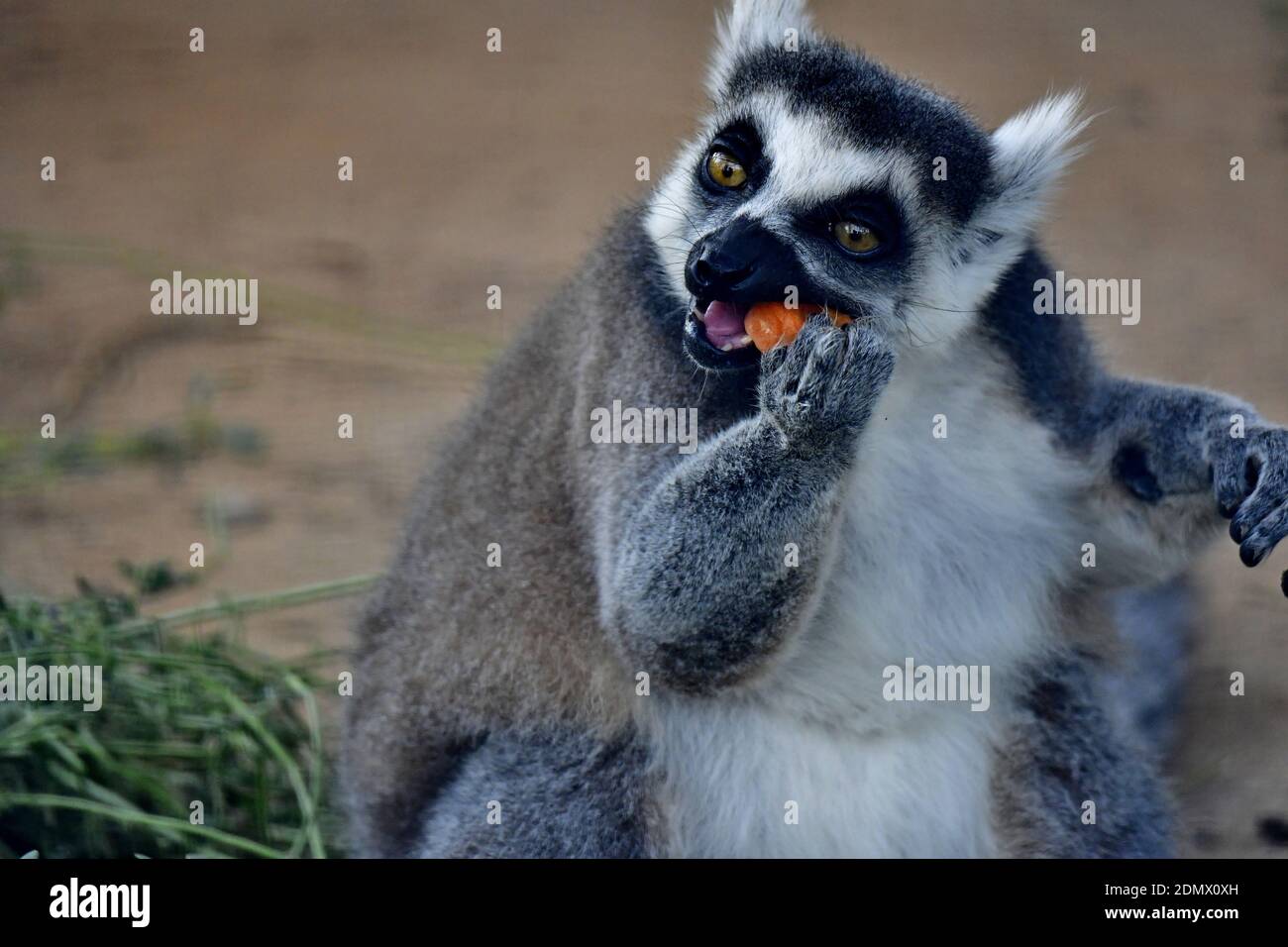 Ring tailed lemur mouth open hi-res stock photography and images - Alamy