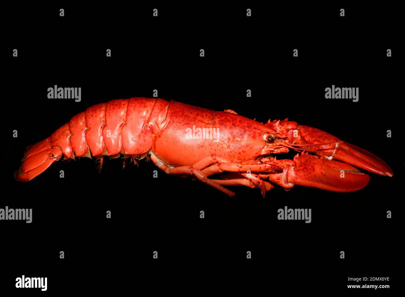 Cooked homarus, Homarus americanus Stock Photo - Alamy