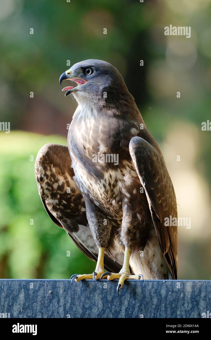 Suffering Bird High Resolution Stock Photography and Images - Alamy