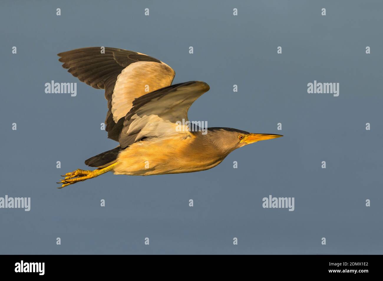 Adult little bittern in flight hi-res stock photography and images - Alamy
