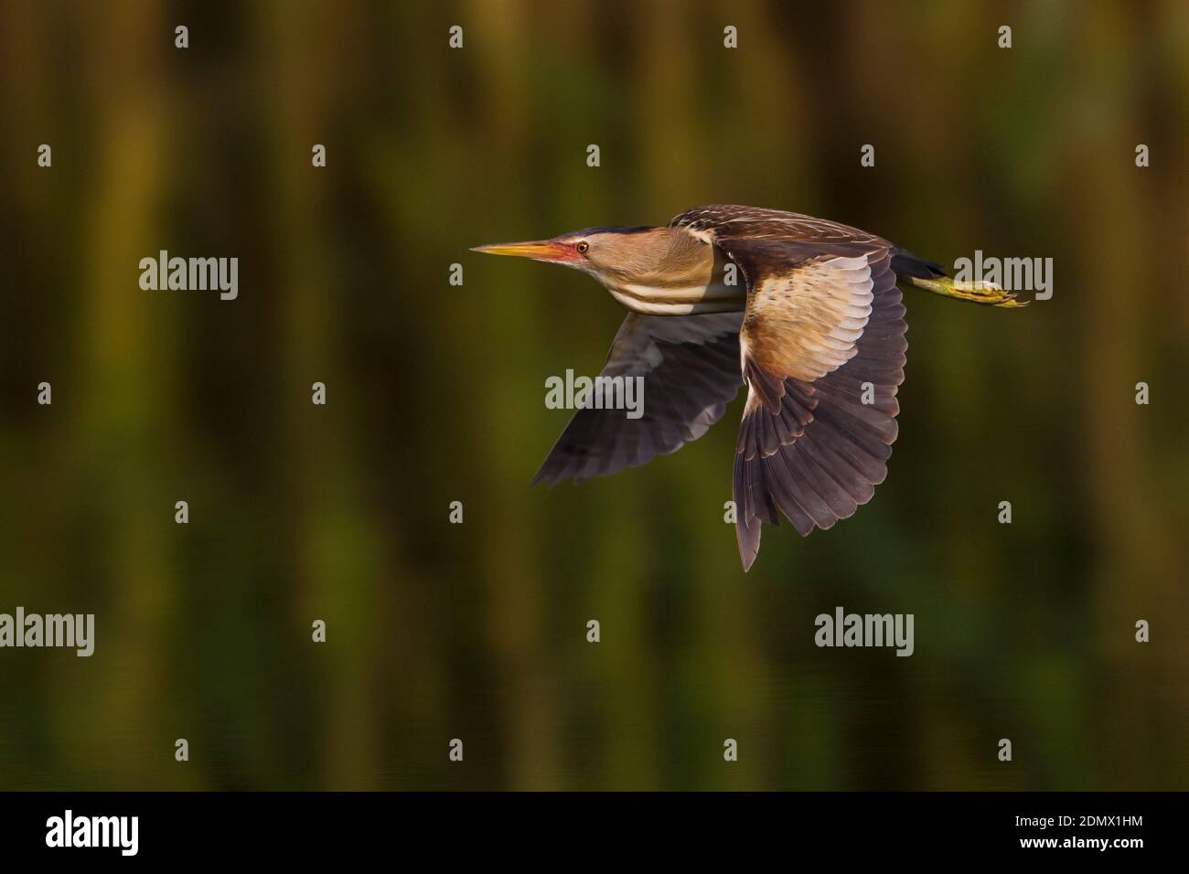 Adult little bittern in flight hi-res stock photography and images - Alamy