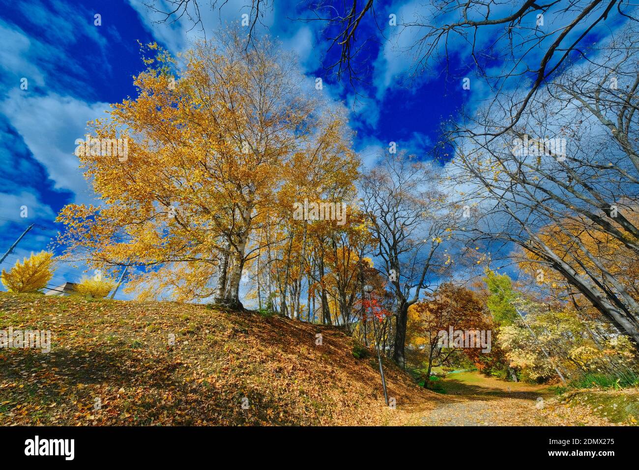 Autumn Leaves in Kitami City, Hokkaido, Japan Stock Photo - Alamy