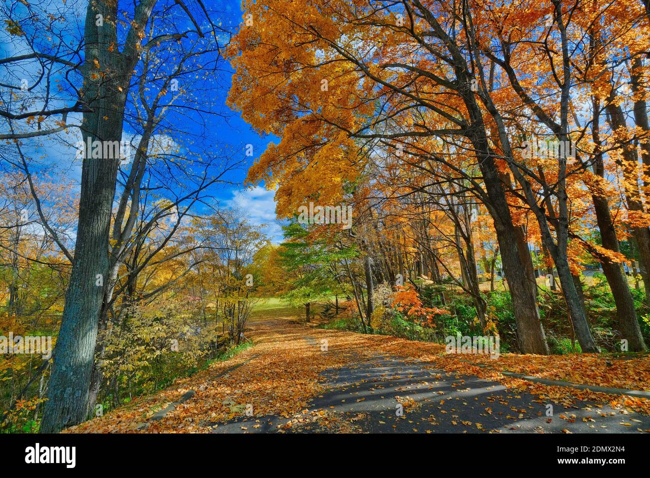 Autumn Leaves in Kitami City, Hokkaido, Japan Stock Photo - Alamy