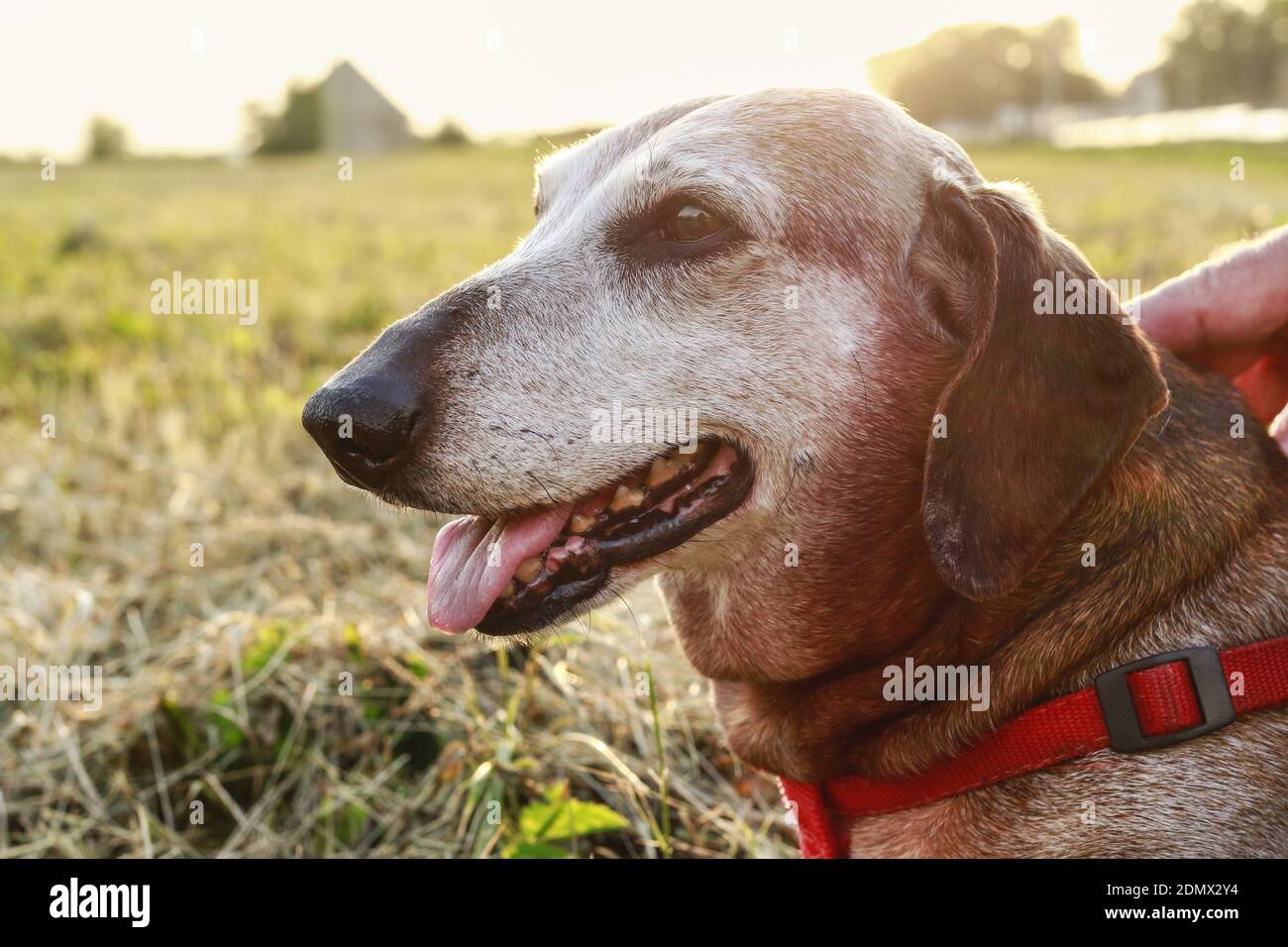 Stroll dog in summer meadow hi-res stock photography and images - Alamy