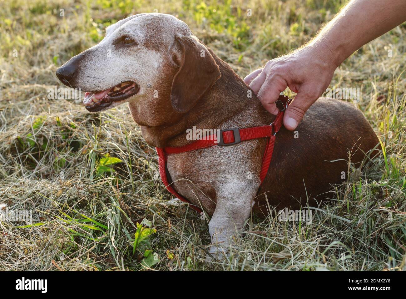 Stroll dog in summer meadow hi-res stock photography and images - Alamy