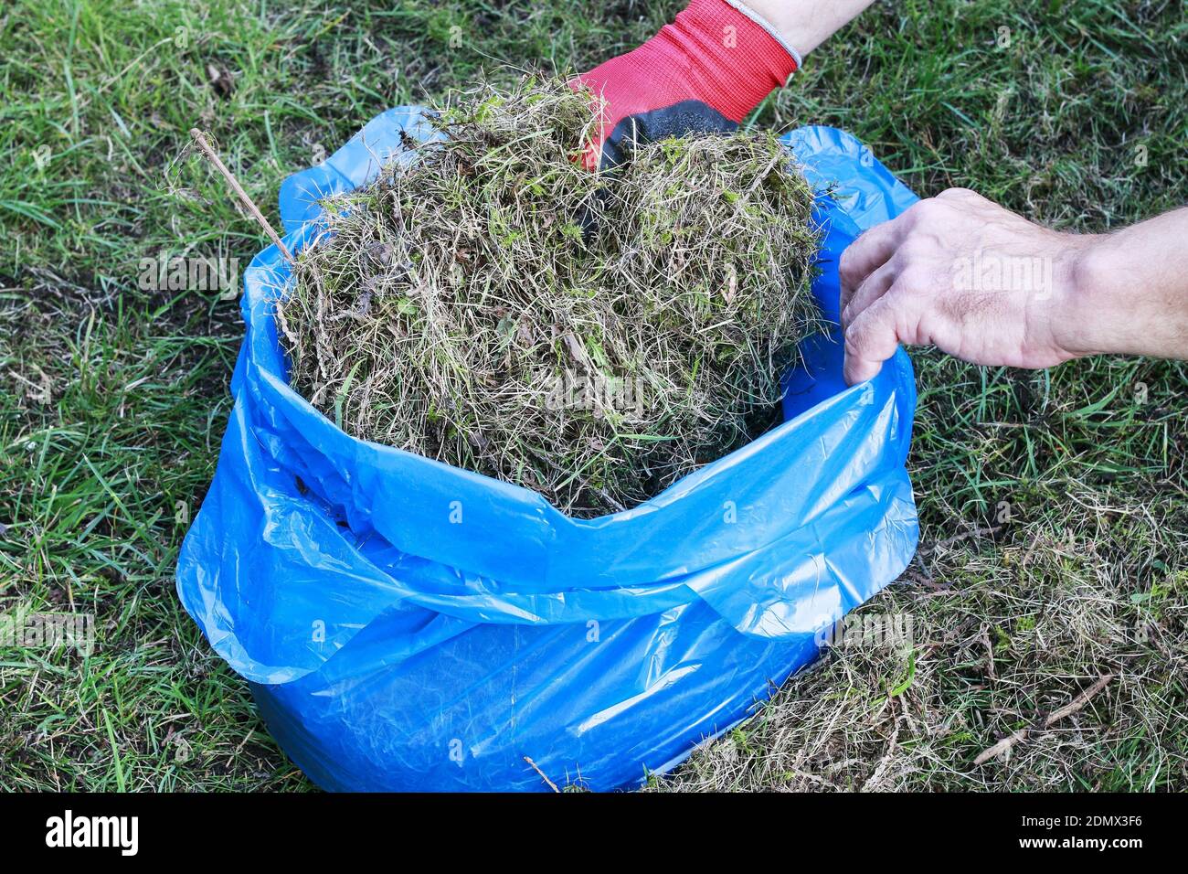 Garbage bag with raked grass. Lawn raking. Work in the garden Stock ...