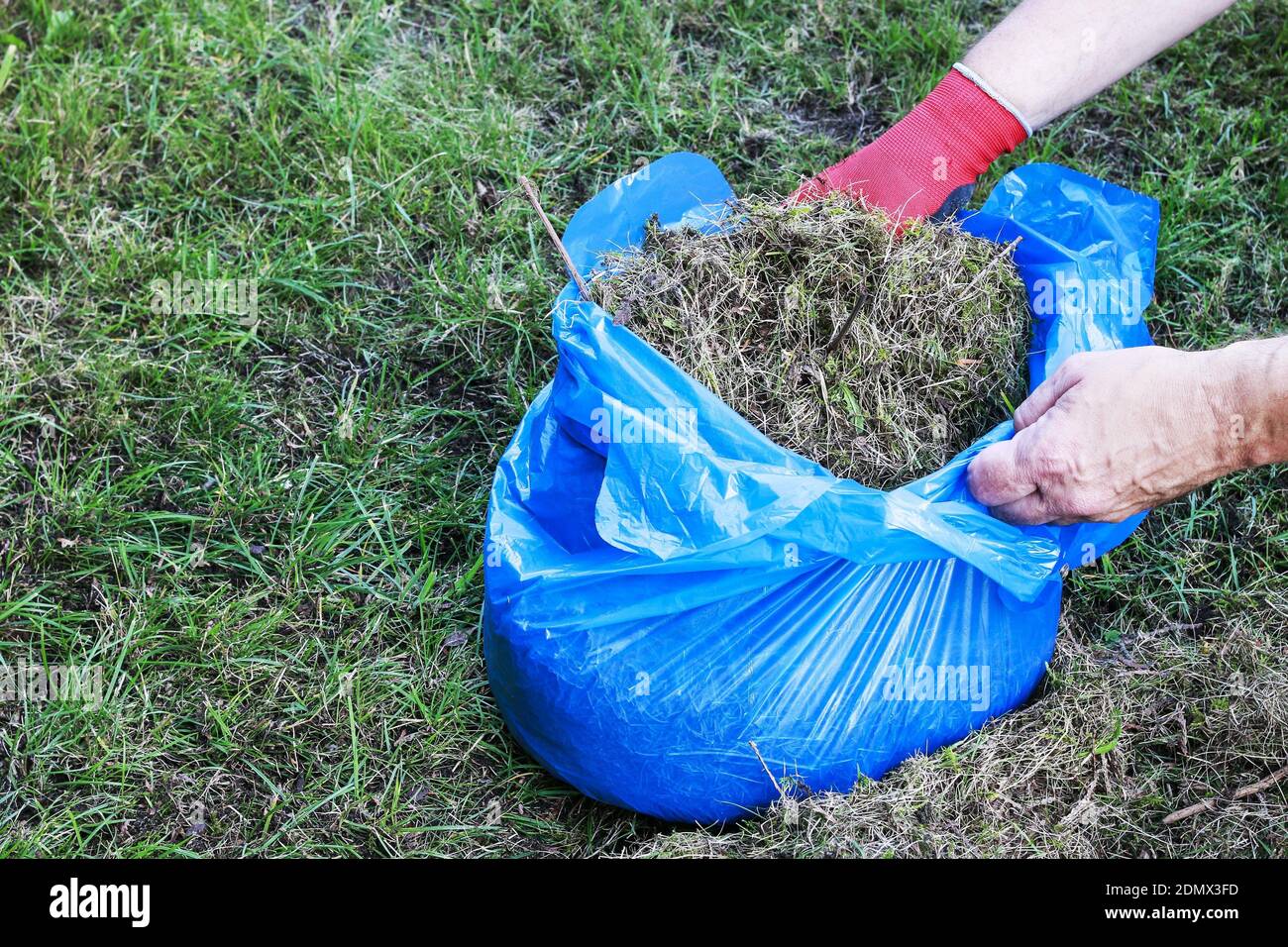 Garbage bag with raked grass. Lawn raking. Work in the garden Stock ...