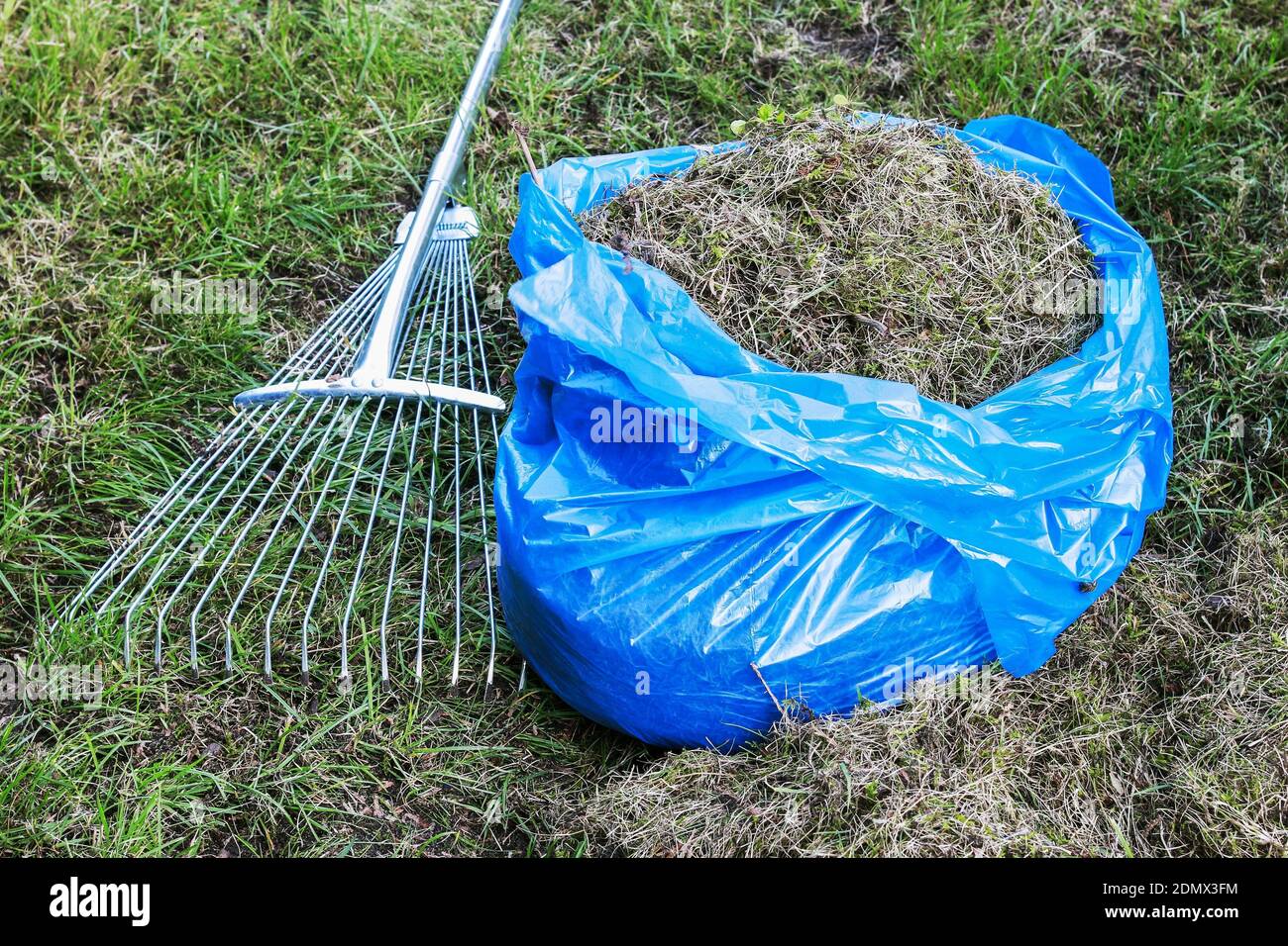 Garbage bag with raked grass. Lawn raking. Work in the garden Stock ...