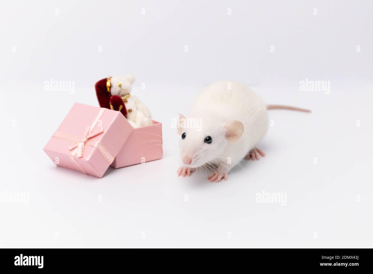 A cute white rat received a beautiful gift in a pink box. The box ...