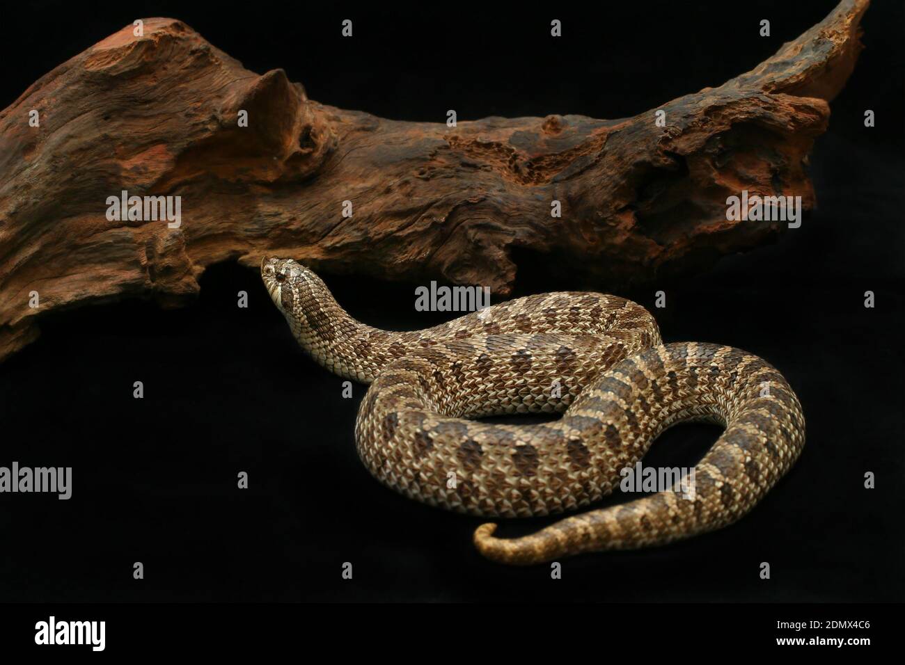 Scale creeping animals hi-res stock photography and images - Alamy