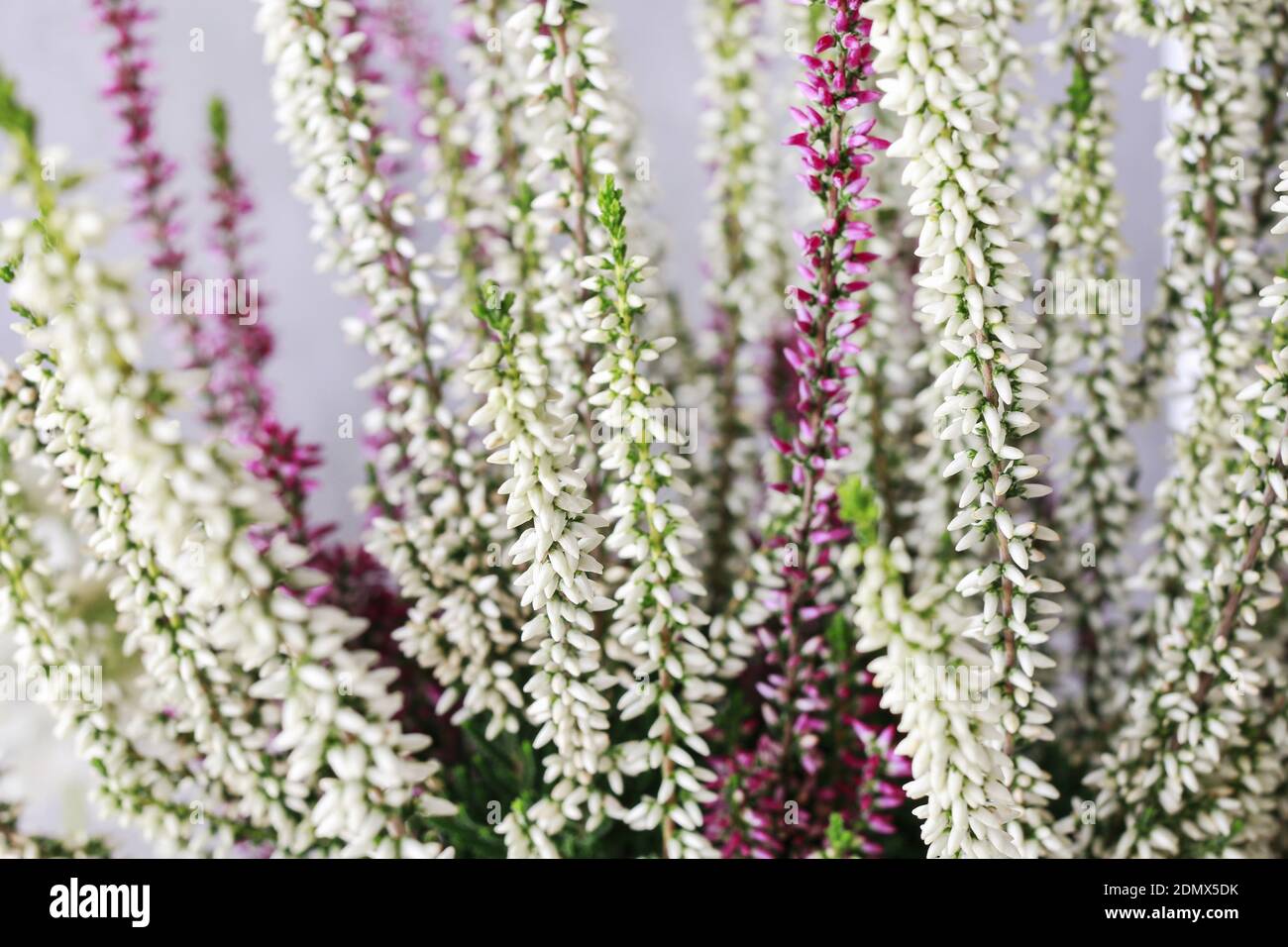 White and violet heather (Calluna vulgaris). Autumn decor Stock Photo ...