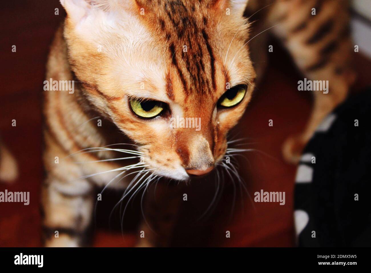 Bengal eye hi-res stock photography and images - Alamy