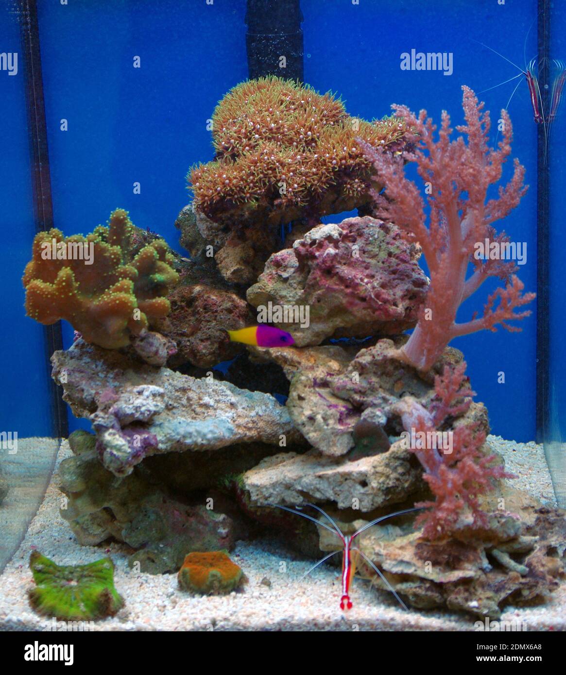 Soft Coral Tank