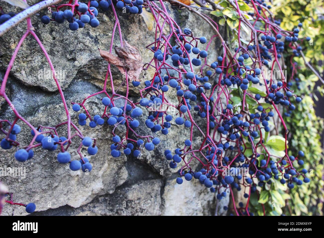Fruits of virginia creeper (Parthenocissus quinquefolia) on stone wall ...