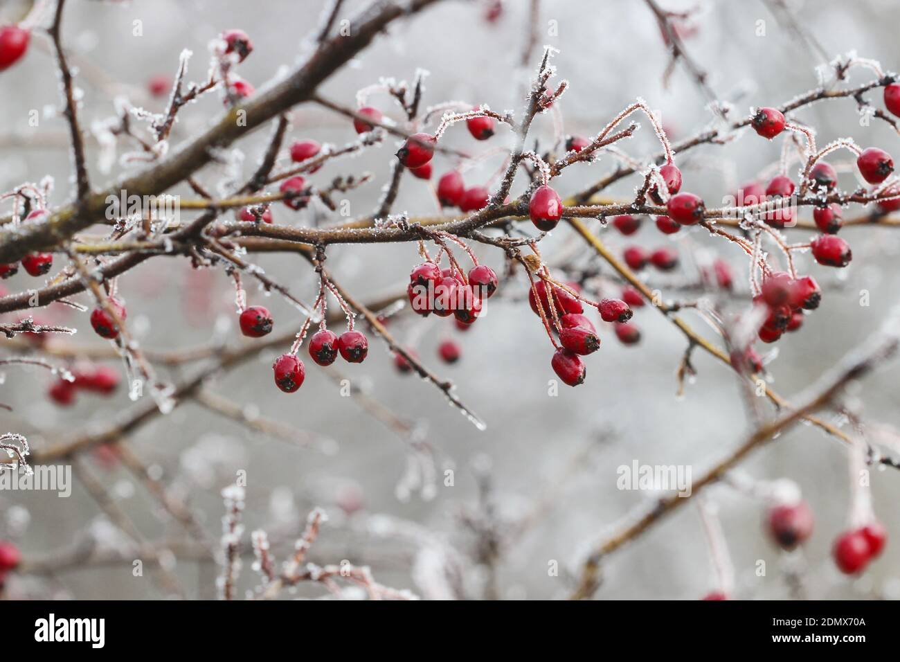 Hawthorn seeds frost hi-res stock photography and images - Alamy