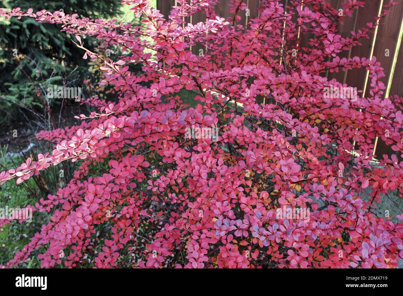 Berberis shrub in garden. Autumn time Stock Photo - Alamy