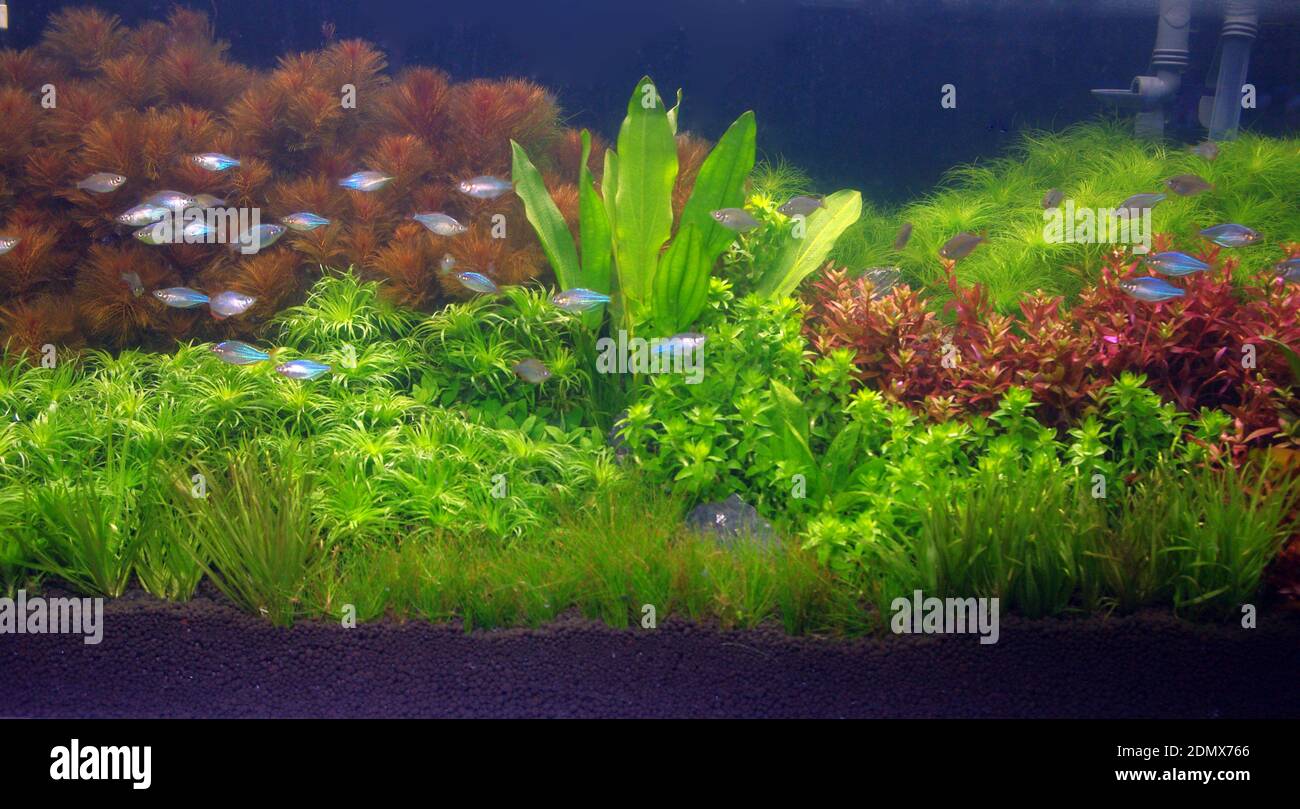 Freshwater tropical aquarium with Rainbow fish (Melanotaenia praecox ...