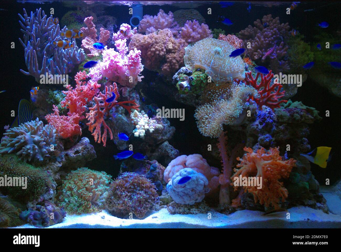 Soft Coral Tank