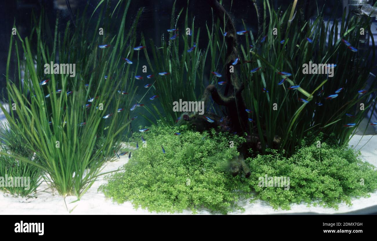 Tropical freshwater aquarium with Neon tetra (Paracheirodon innesi ...