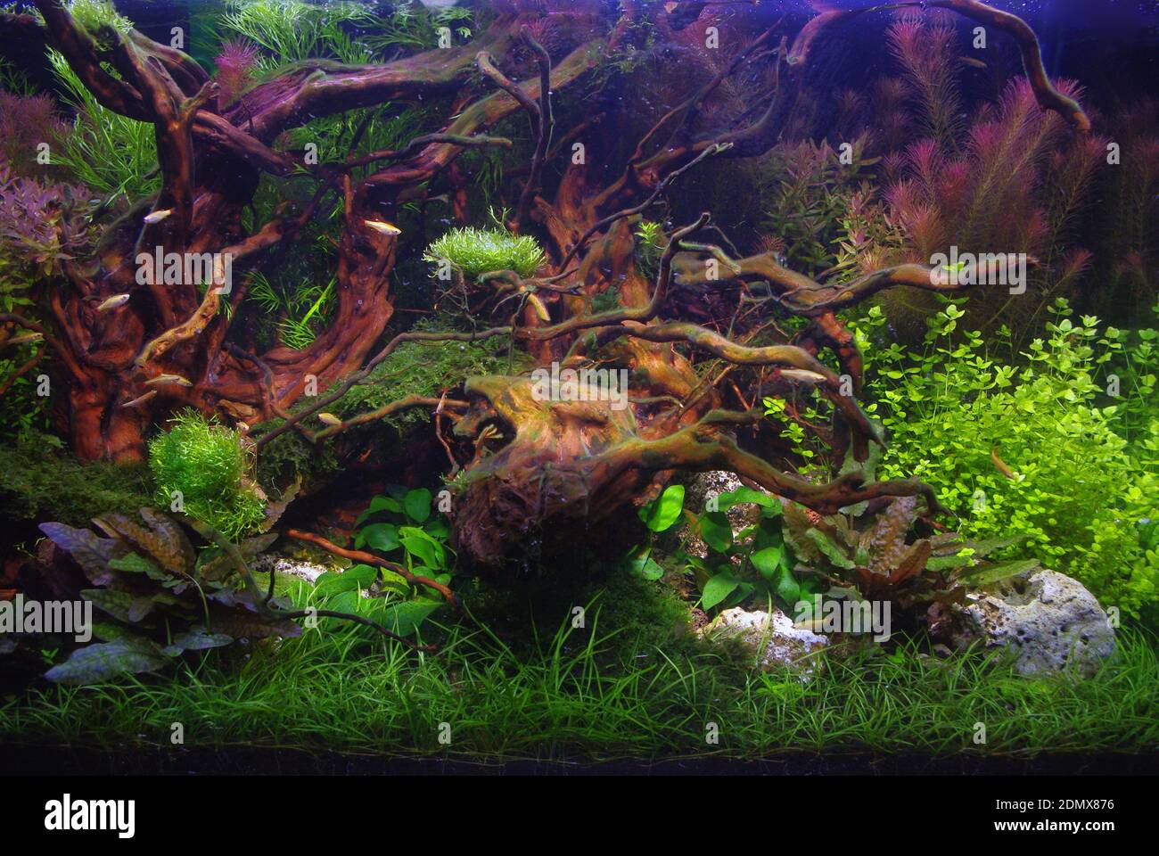 Tropical freshwater aquarium with many aquatic plants Stock Photo - Alamy