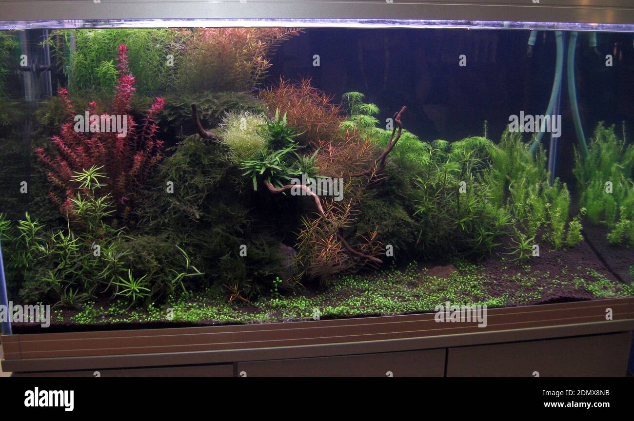 Tropical freshwater aquarium with many aquatic plants Stock Photo - Alamy