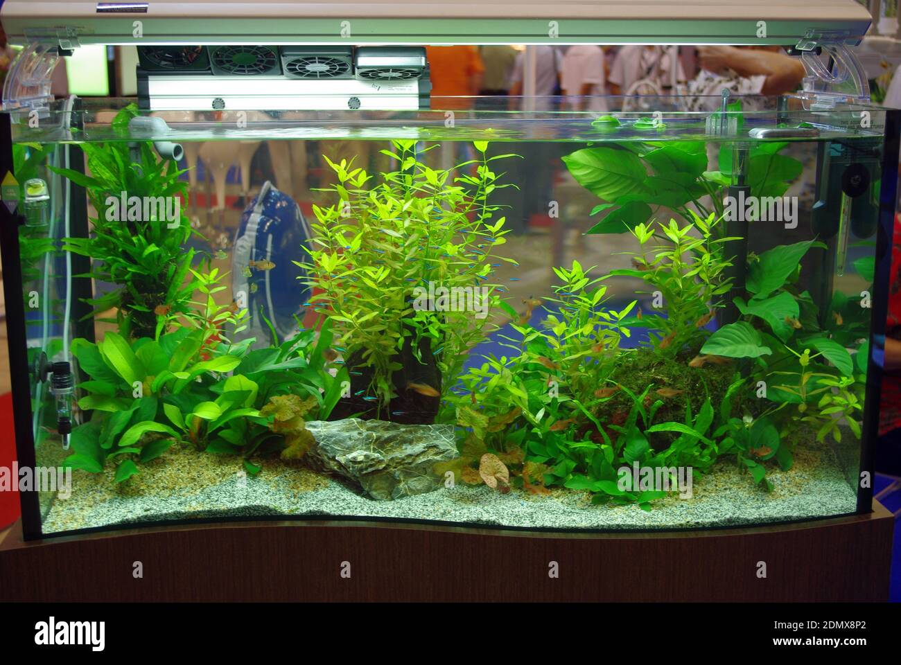 Tropical freshwater aquarium with many aquatic plants Stock Photo - Alamy