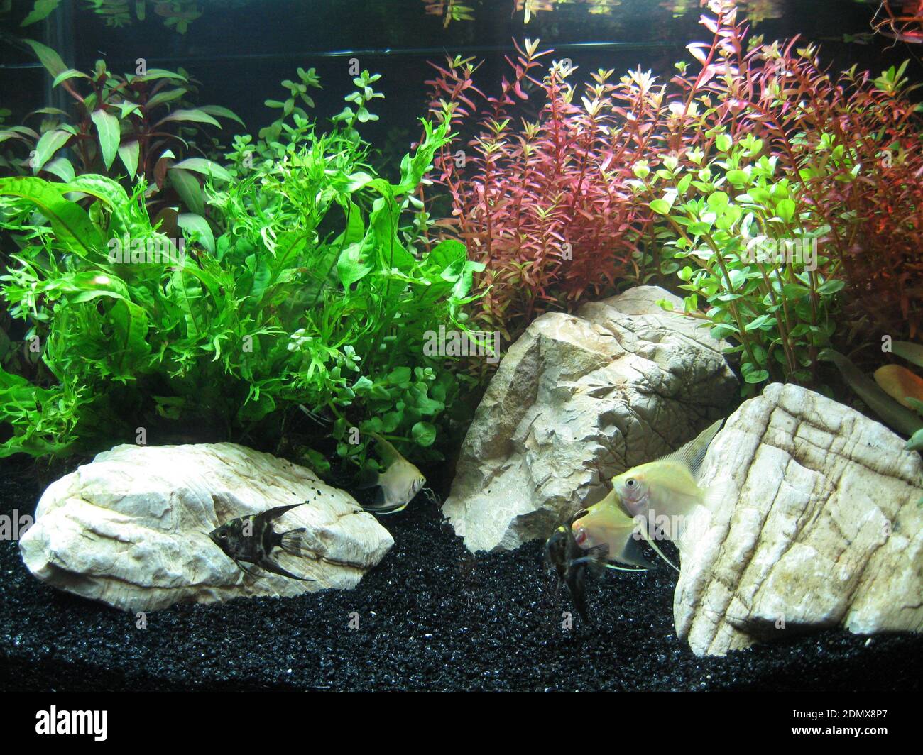 Freshwater planted aquarium with angel fish (Pterophyllum scalare Stock ...