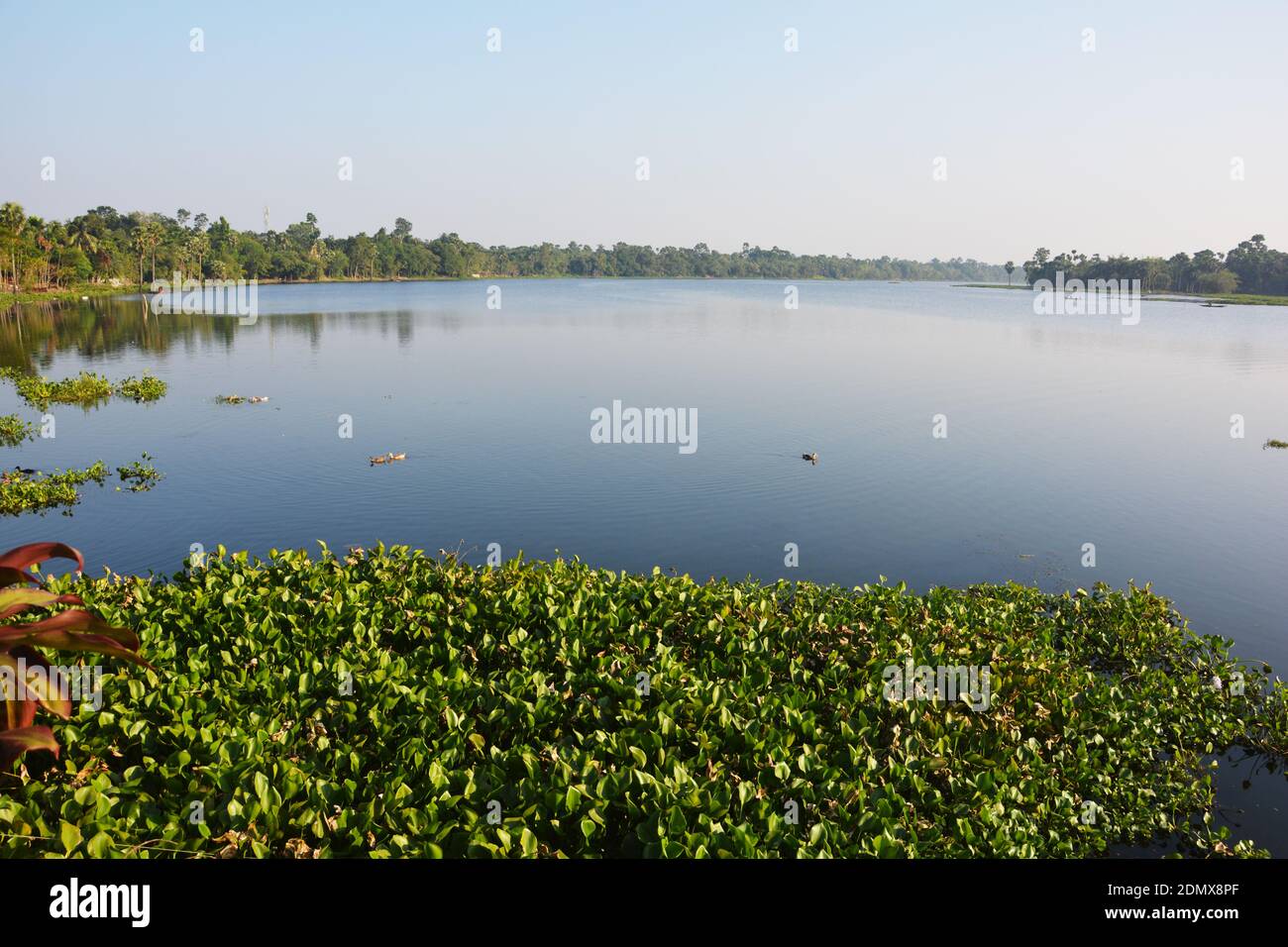 Sunset on a beautiful lake with blue sky, water and green hyacinth ...