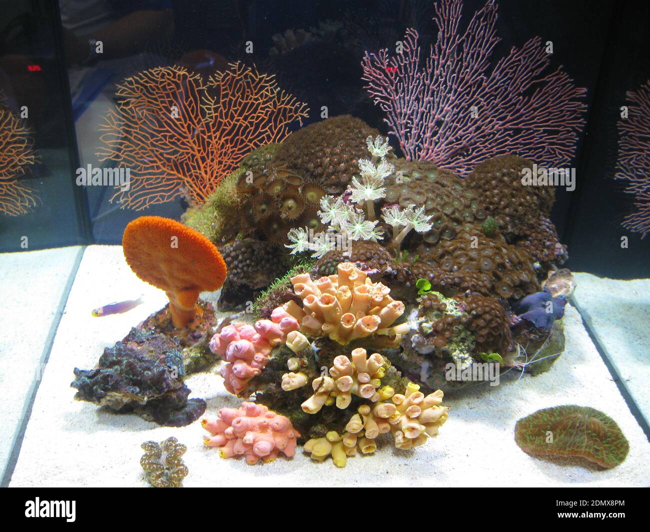 Soft Corals Aquarium