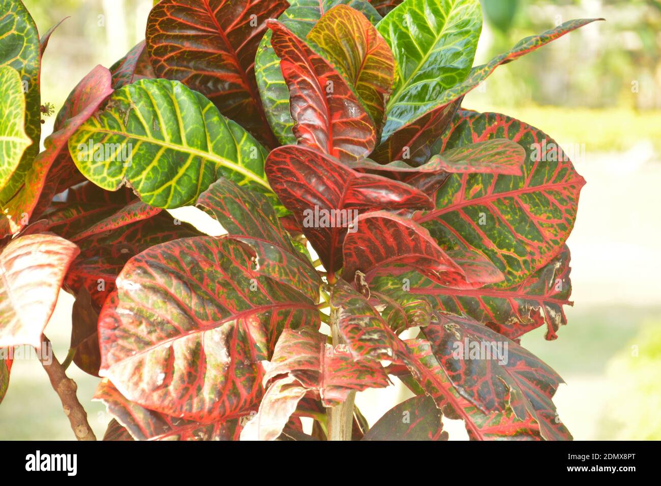Close up of some beautiful colored leaves of evergreen plant Codiaeum ...