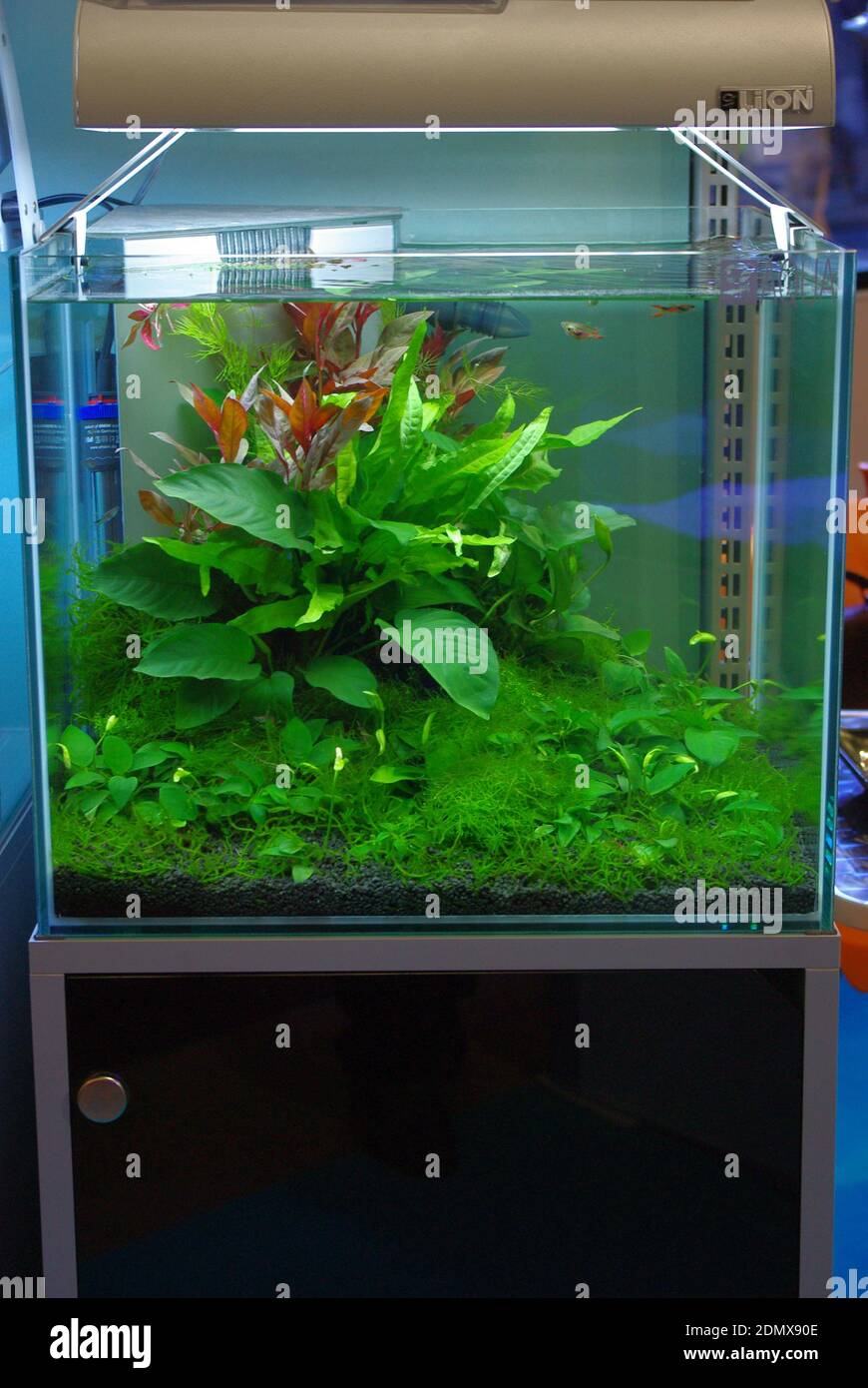 Tropical freshwater aquarium with many aquatic plants Stock Photo - Alamy