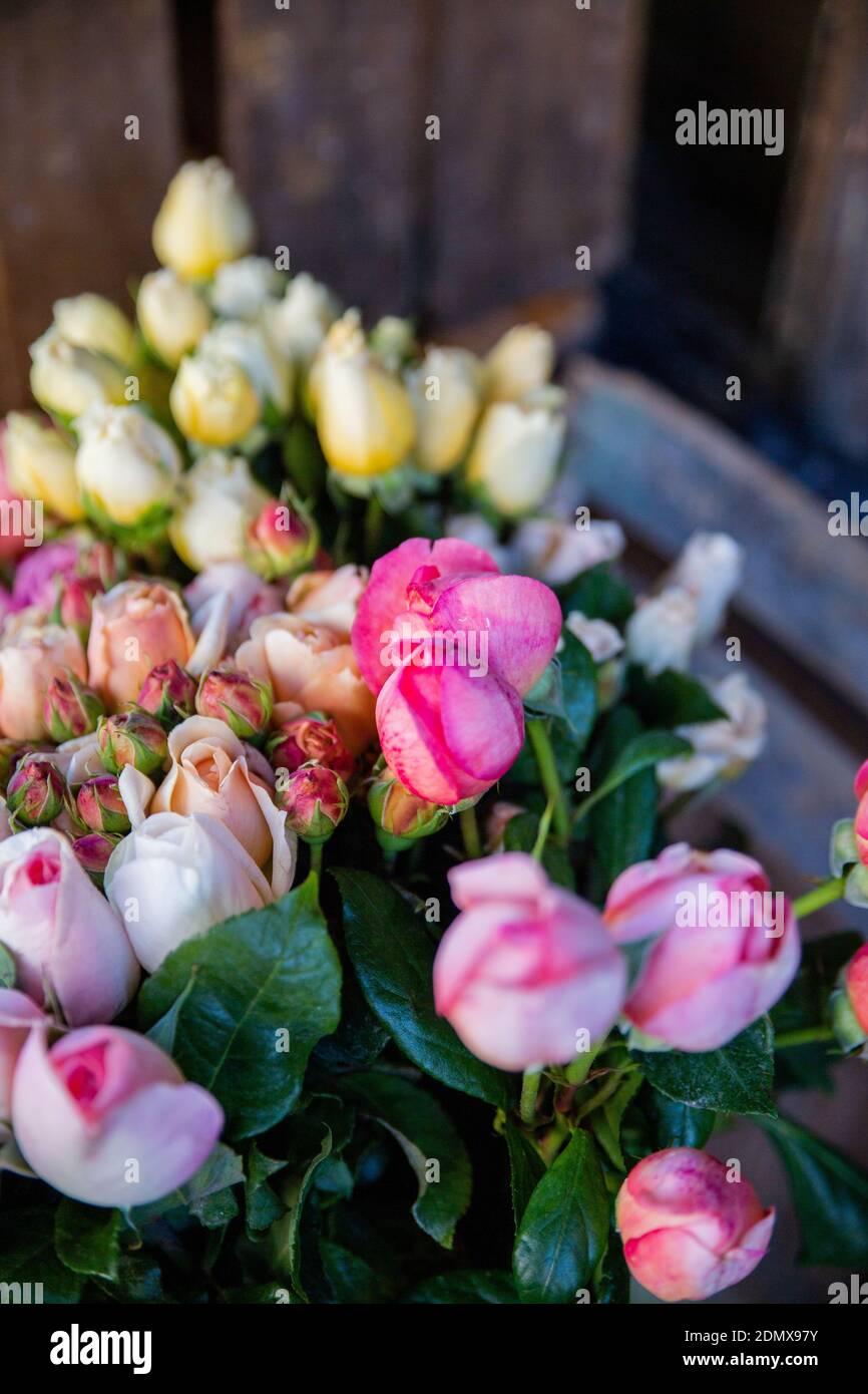 Lavender without flowers hi-res stock photography and images - Alamy