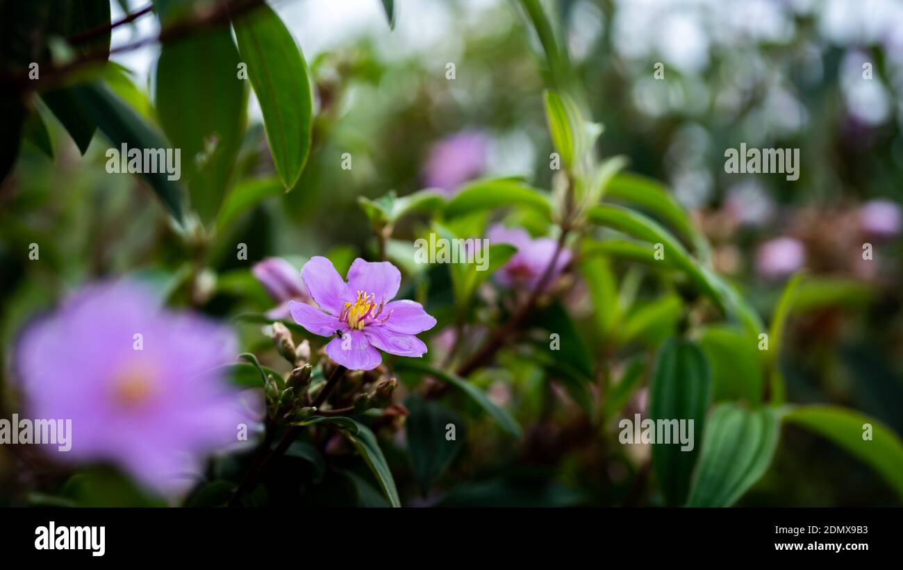 The blooming of Senduduk flowers Stock Photo - Alamy